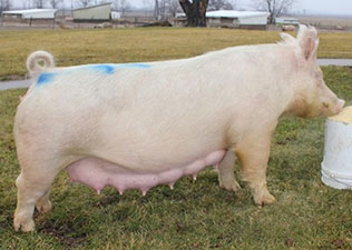 Tres Amigos Show Pigs : Sows